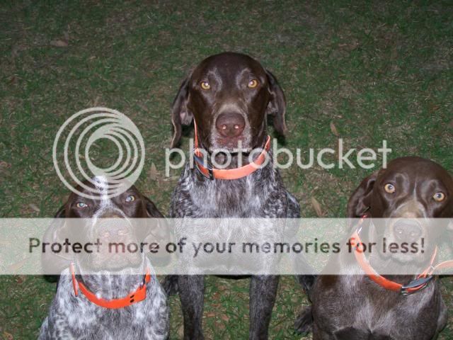 Wanting a German Shorthair Pointer | GON Forum