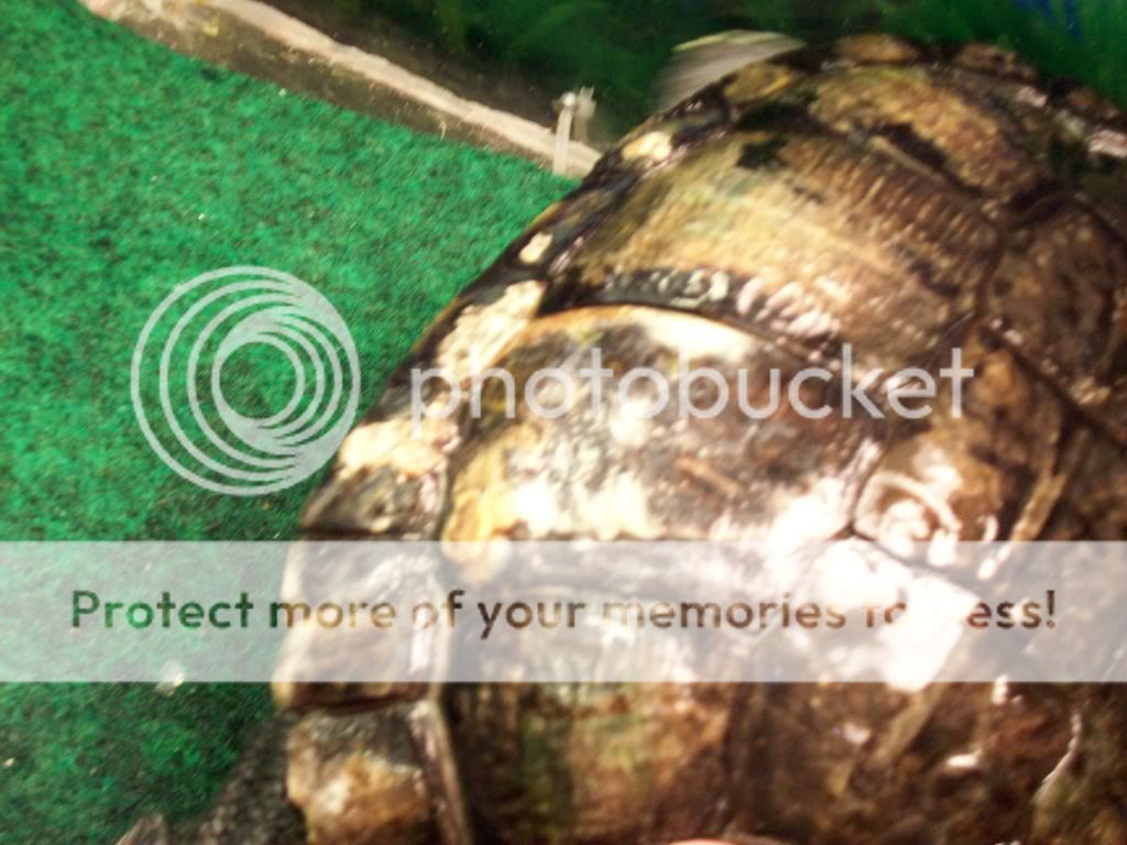 Redearslider.com :: View topic - Shell rot/White fungi