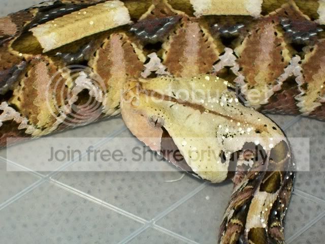 western gaboon viper for sale! | Reptile Forums