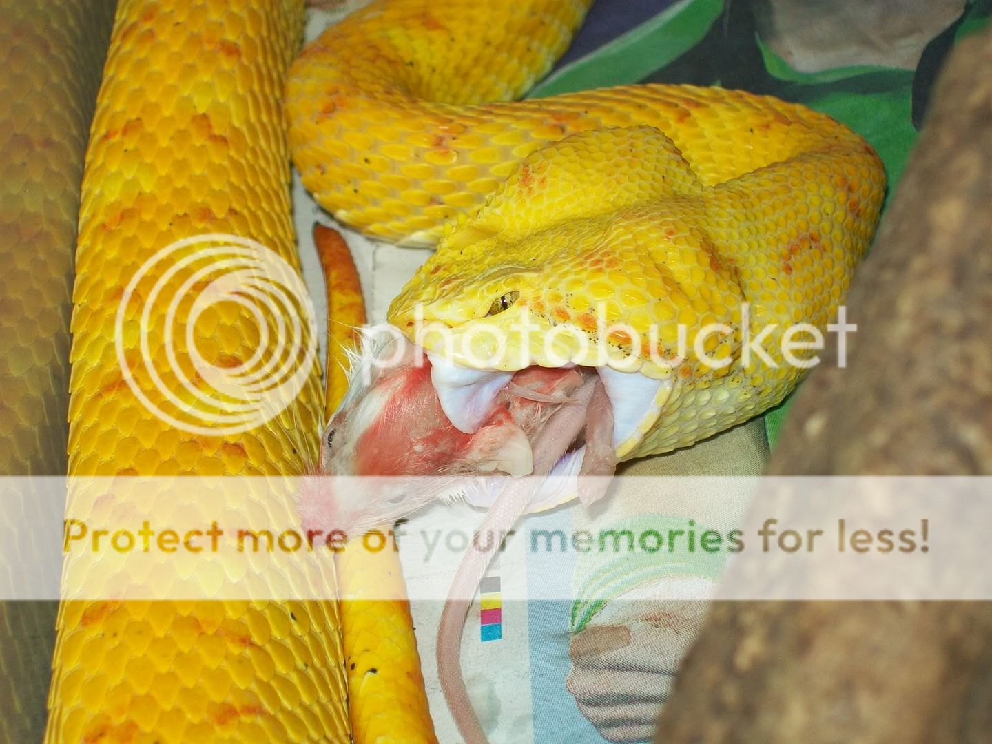 Few Eyelash viper feeding pics tonight! | MonsterFishKeepers.com