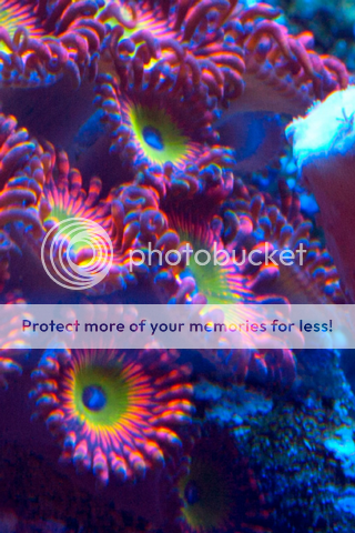 The Bowser Zoa | Reef2Reef