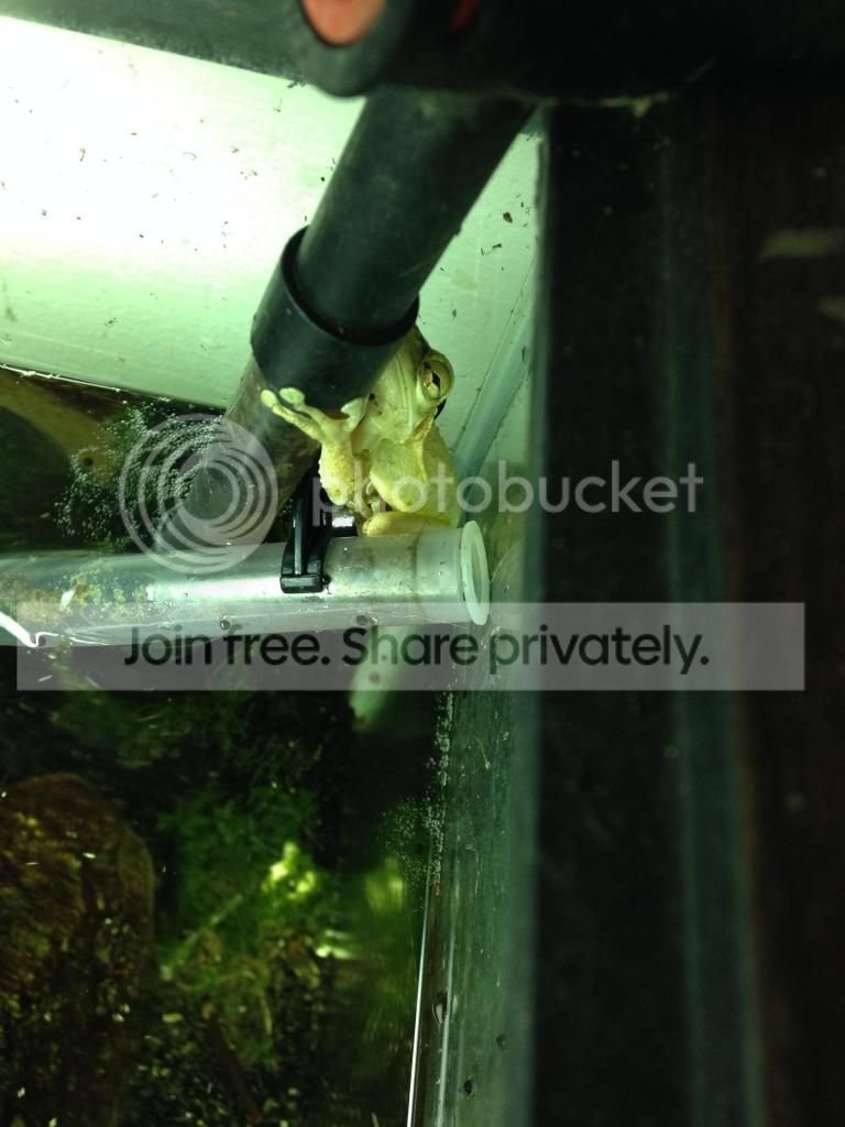 A frog laid its eggs in my outdoor tank last night. Pics. | The Planted ...